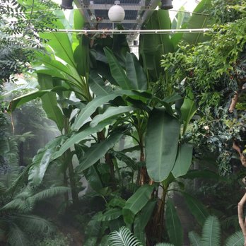 TROPICAL RAVINE - Updated July 2024 - 15 Photos - Belfast Botanic ...