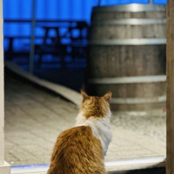 PROJECT 9 BREWING - Updated October 2025 - 72 Photos & 45 Reviews ...