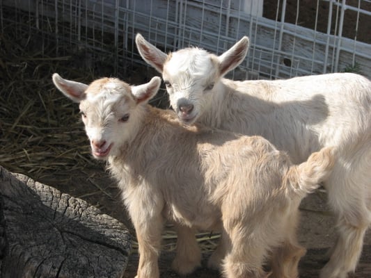 MOON FARM - 28 Photos - 1360 18 1/2 Rd, Fruita, CO - Yelp