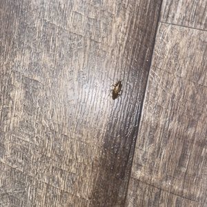 DIABLO VALLEY RANCH - Updated March 2025 - 42 Photos - 11540 Marsh ...