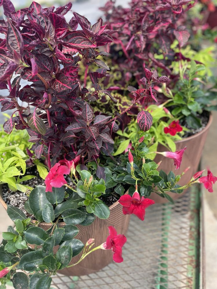 LITTLETON PLANT FARM - Updated November 2025 - 429 N Main St, Littleton, North Carolina ...