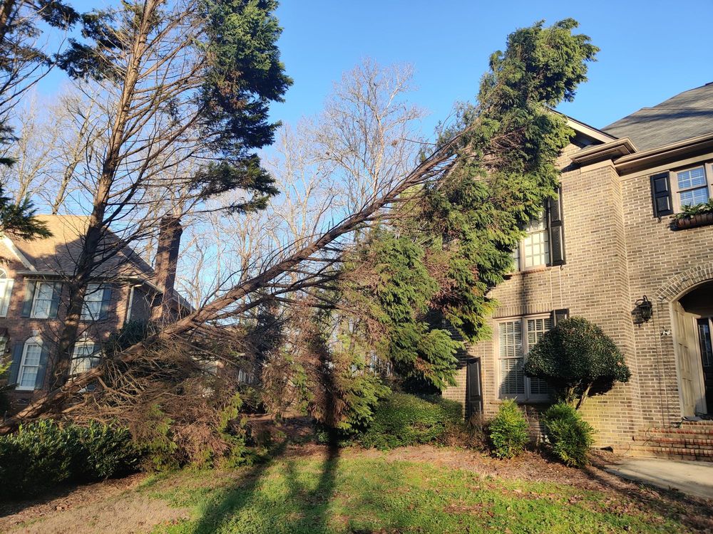 DAISY TREE SERVICES - Updated December 2025 - 10 Photos - Greenville ...