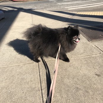 CITY PAWS - Updated March 2025 - 70 Photos & 97 Reviews - 345 15th Ave ...