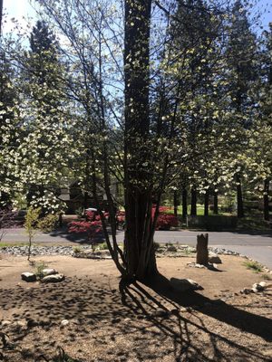 Lone Pine Tree Service Updated February 2026 146 Photos 47