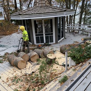 REYES TREE SERVICES - Updated December 2025 - 120 Photos - 1469 Rose ...