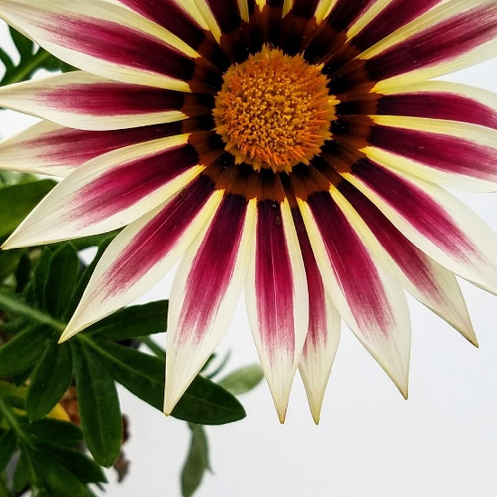 Flowers In Sioux Falls Sd | Best Flower Site