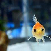 FISH FACTORY - 35 Photos & 22 Reviews - Local Fish Stores - 3021 ...