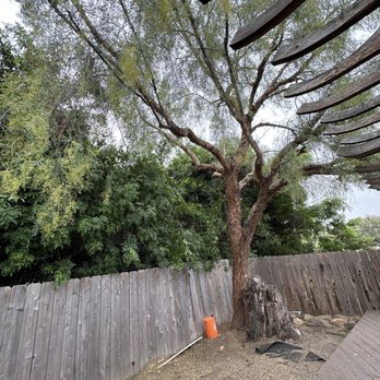 ALL ACCESS TREE CARE - Updated July 2025 - 182 Photos & 296 Reviews ...