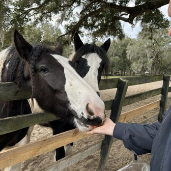 GYPSY GOLD HORSE FARM - Updated September 2025 - 114 Photos & 40 ...