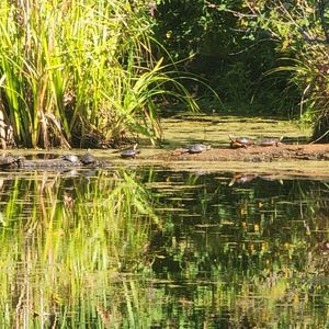 CALEF LAKE CAMPGROUND - Updated September 2025 - 593 Chester Rd, Auburn ...