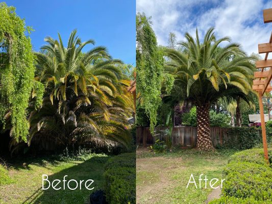 SAN JOSE TREE SERVICE - Updated September 2025 - 105 Photos & 114 ...