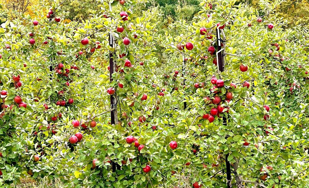 SUNRISE ORCHARDS - 22 Photos - 48380 State Hwy 171, Gays Mills ...