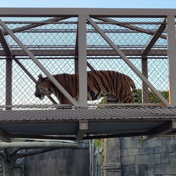 TULSA ZOO - Updated February 2025 - 508 Photos & 132 Reviews - 6421 E ...