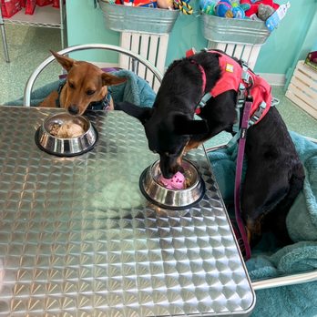 SALTY PAWS - Updated October 2025 - 69 Photos & 22 Reviews - 121 N ...
