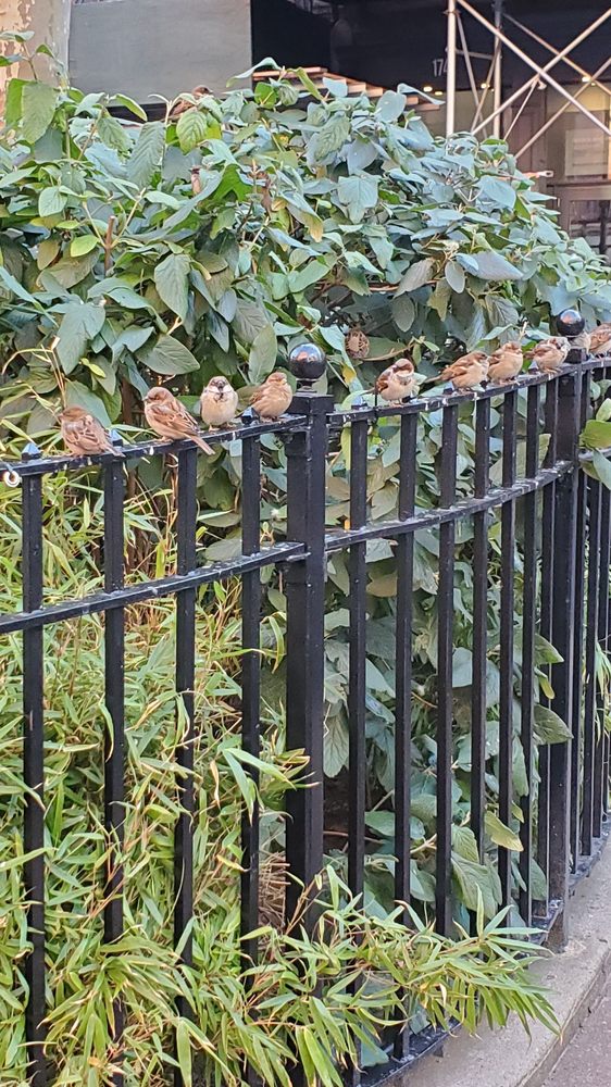 DUANE PARK - Updated December 2025 - 31 Photos - Hudson St And Duane St ...