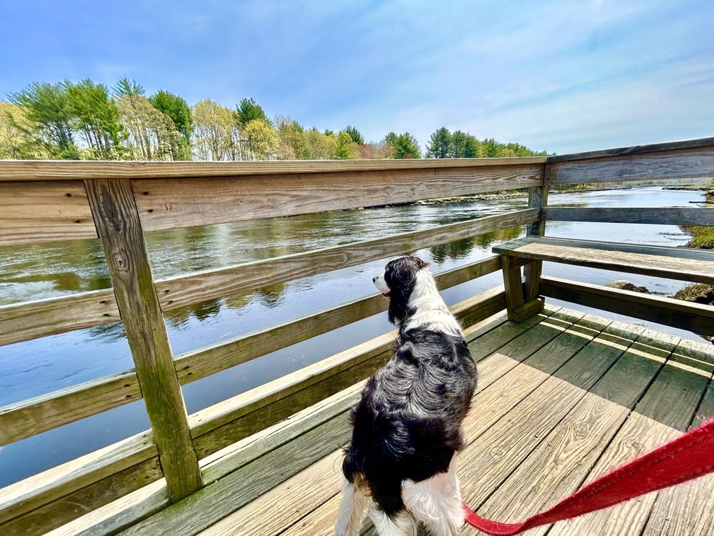 NORRIS RESERVATION - Updated July 2025 - 97 Photos - Dover St, Norwell ...