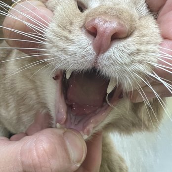 DIRK BUTCHKO PRO VET - 132 Photos & 286 Reviews - 4375 Van Buren Blvd ...