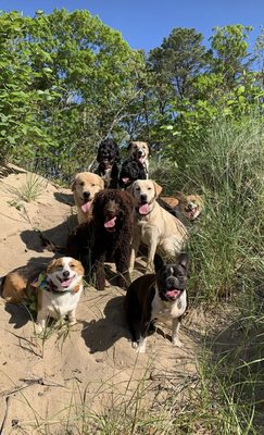 CAPE COD DOG SQUAD - Updated May 2025 - 22 Photos - Harwich ...