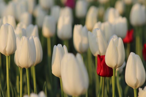 HARRISON TULIP FESTIVAL BY ONOS FARMS - Updated November 2025 - 12 ...