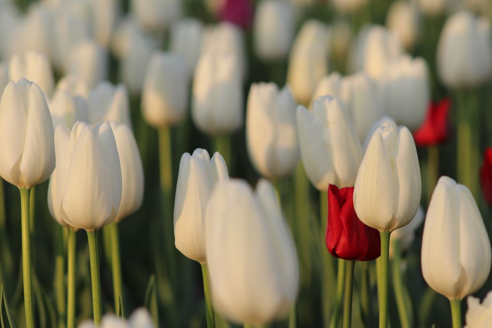 HARRISON TULIP FESTIVAL BY ONOS FARMS - Updated January 2026 - 12 ...