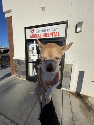 CASTRO VALLEY ANIMAL HOSPITAL - 65 Photos & 264 Reviews - 2837 Castro ...