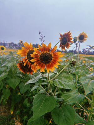 SUNFLOWERS OF LISBON - Updated July 2025 - 10 Photos - 11788 Rte 216 ...