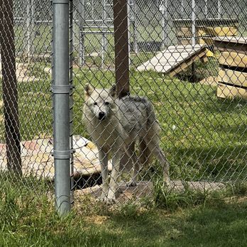 SAINT FRANCIS WOLF SANCTUARY - Updated October 2025 - 110 Photos & 48 ...