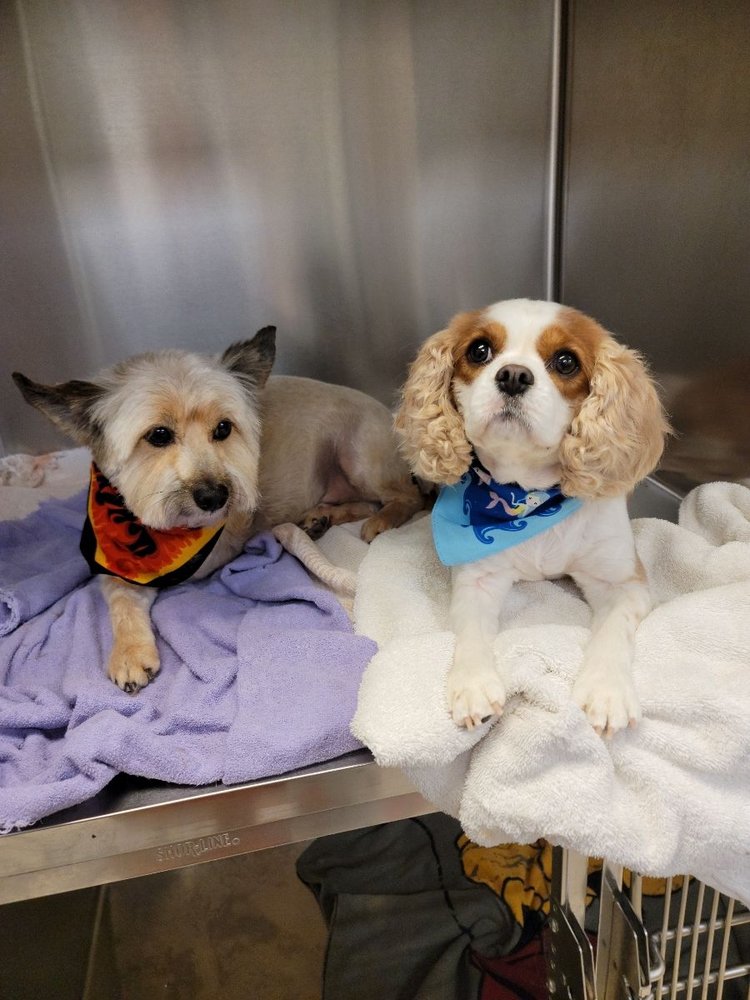 FAIRVIEW ANIMAL HOSPITAL - Updated September 2025 - 21 Photos & 17 ...