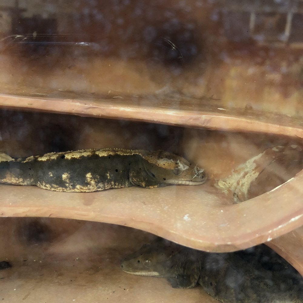 Hammerhead Salamander Diplocaulus