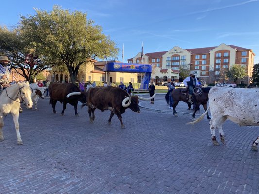 STOCKYARDS MUSEUM - Updated June 2024 - 52 Photos & 12 Reviews - 131 E ...