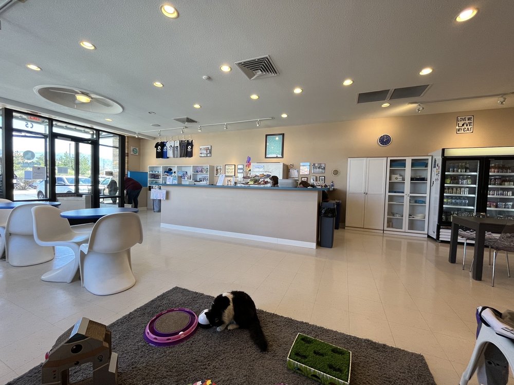 CATOPIA CAT CAFE - Updated March 2025 - 99 Photos & 45 Reviews - 8001 Wyoming Blvd NE ...