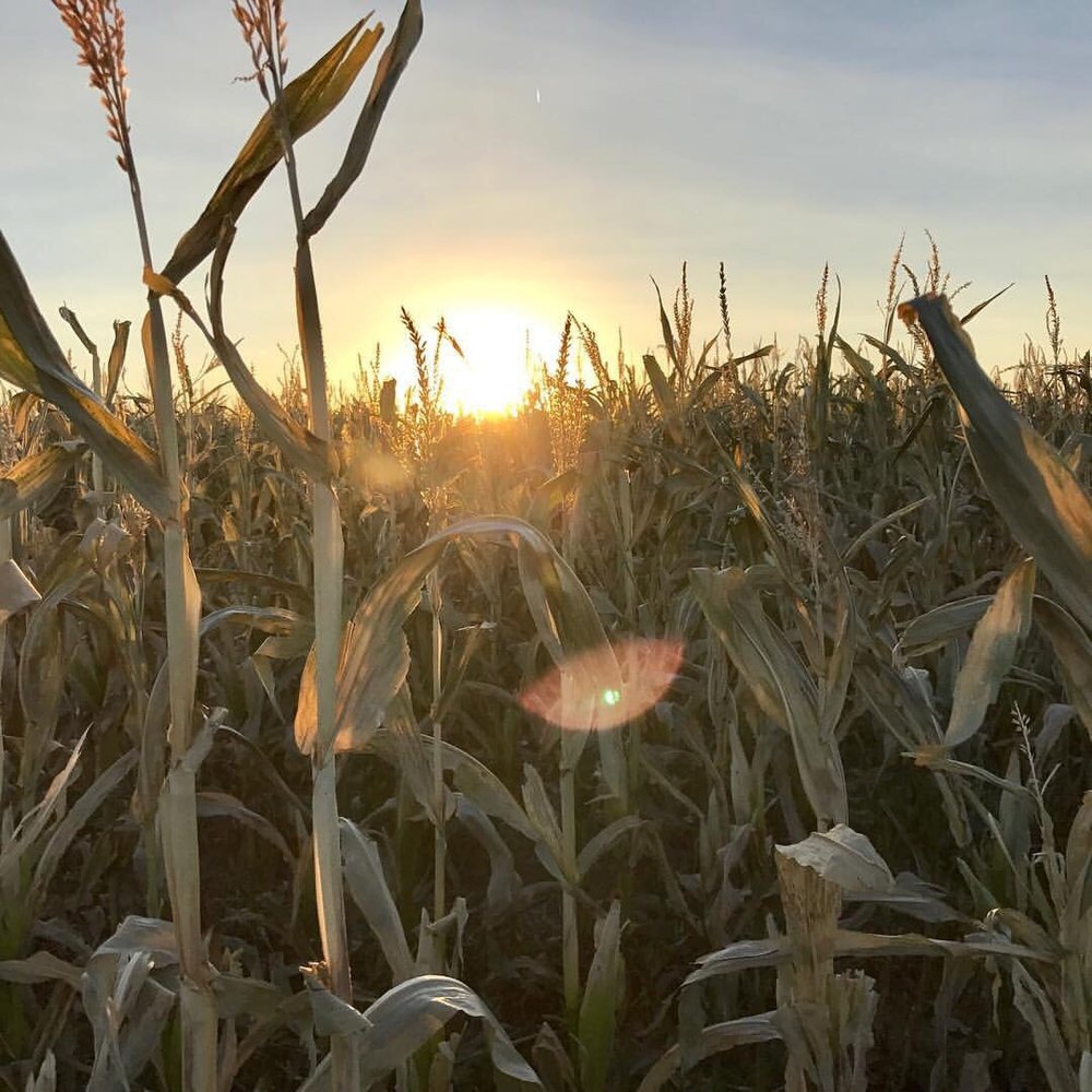 INCREDIBLE EDIBLES FARM FRESH MARKET - Updated December 2025 - 14 ...