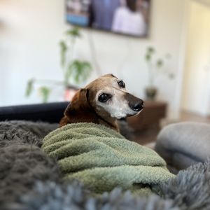 OREGON DOG RESCUE - Updated May 2025 - 50 Photos & 91 Reviews - 6100 S ...