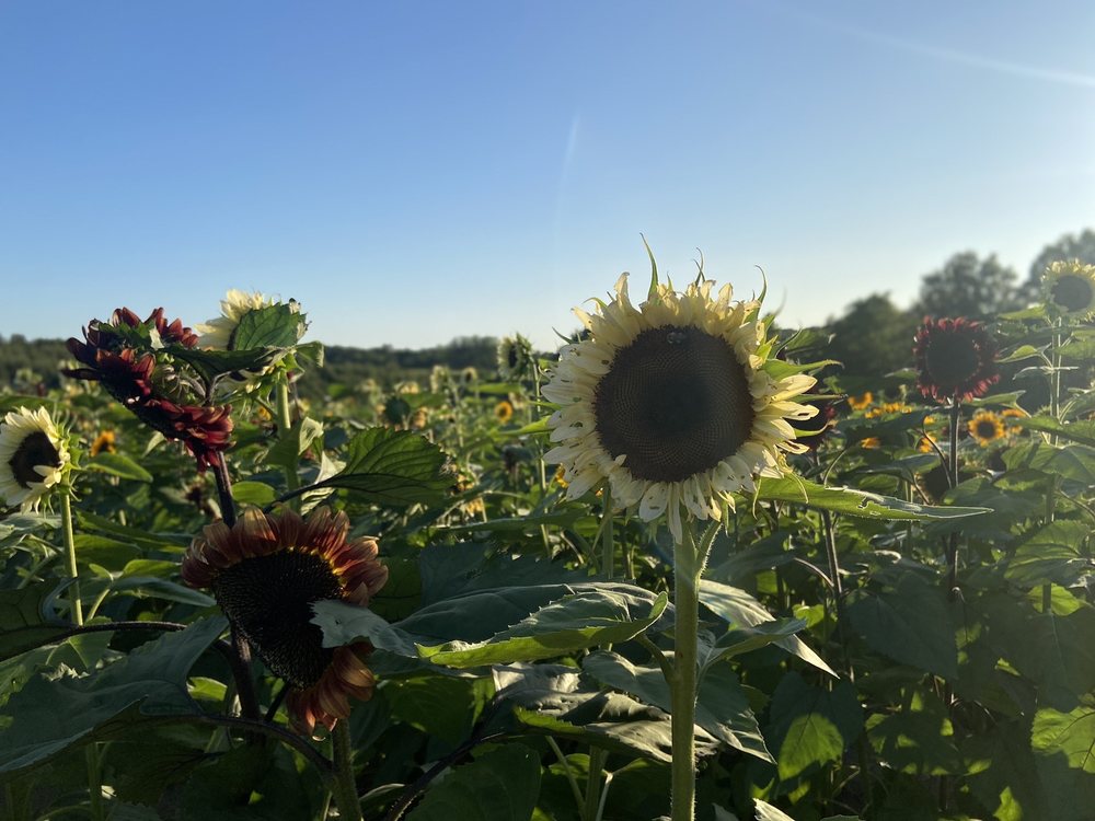 WILSON’S ORCHARD - 97 Photos & 41 Reviews - 4823 Dingleberry Rd NE ...