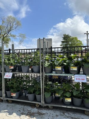 PAT’S FARMS GARDEN CENTER - 13 Photos - 1126 Merrick Ave, Merrick, New ...