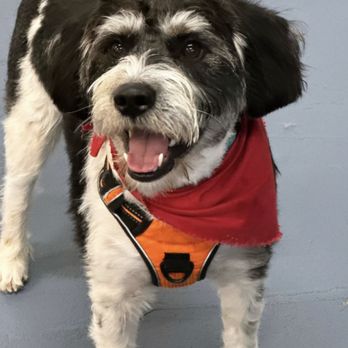 4 PAWS ONLY - Updated December 2025 - 39 Photos & 18 Reviews - 246 Main ...