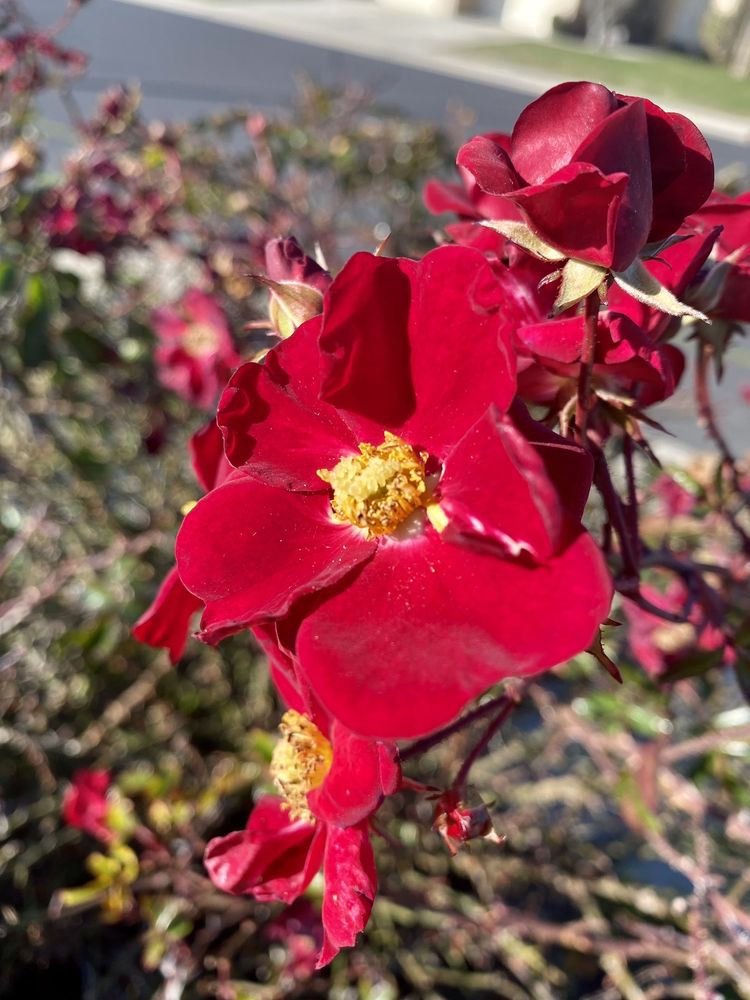 CHADWICK PARK - Updated October 2025 - 1953 London Ave, Manteca ...