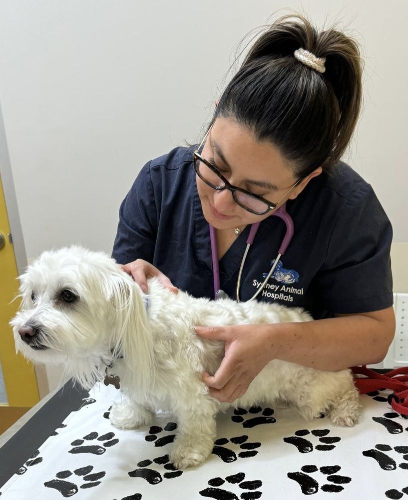 SYDNEY ANIMAL HOSPITALS NEWTOWN - Updated June 2025 - 13 Reviews - 69 ...