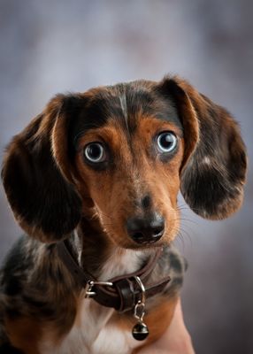 ANDREW R GLENN, DDS MD - Updated December 2025 - 3401 Plantation Dr ...