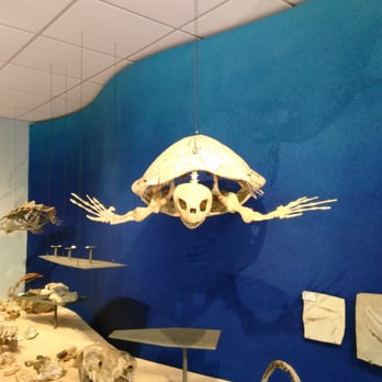 MACE BROWN MUSEUM OF NATURAL HISTORY - Updated November 2025 - 116 ...