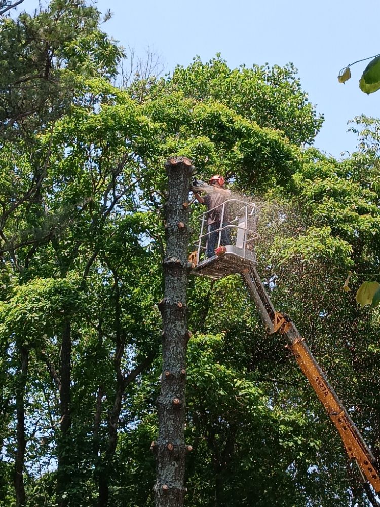 R AND R TREE SERVICE - Updated January 2025 - Anna, Illinois - Tree ...