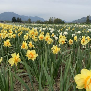 HARRISON TULIP FESTIVAL BY ONOS FARMS - Updated January 2026 - 12 ...