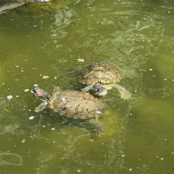 TURTLE BAY EXPLORATION PARK - Updated June 2025 - 586 Photos & 169 ...