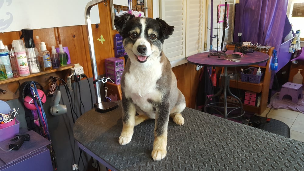 WILLOW HILL PET SALON AND RESORT - Updated December 2025 - 147 Photos ...