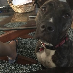 BRANDON FOUCHE - DOG AGGRESSION EXPERT - 59 Photos & 207 Reviews - 5979 ...