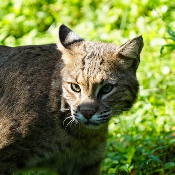 SALATO WILDLIFE CENTER - Updated July 2025 - 37 Photos & 12 Reviews - 1 ...