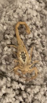 ASPIRE AT SUNRIDGE HEIGHTS - Updated December 2024 - 27 Photos & 45 Reviews - 3161 Sunridge ...