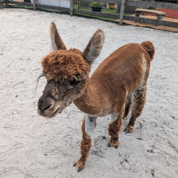 OUT OF SIGHT ALPACAS - Updated November 2025 - 73 Photos & 20 Reviews ...