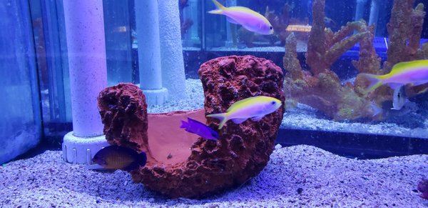 ABSOLUTELY FISH - Updated August 2025 - 74 Photos & 129 Reviews - 1080 ...