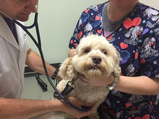 STEVENS ANIMAL HOSPITAL - Updated October 2025 - 31 Photos & 63 Reviews ...